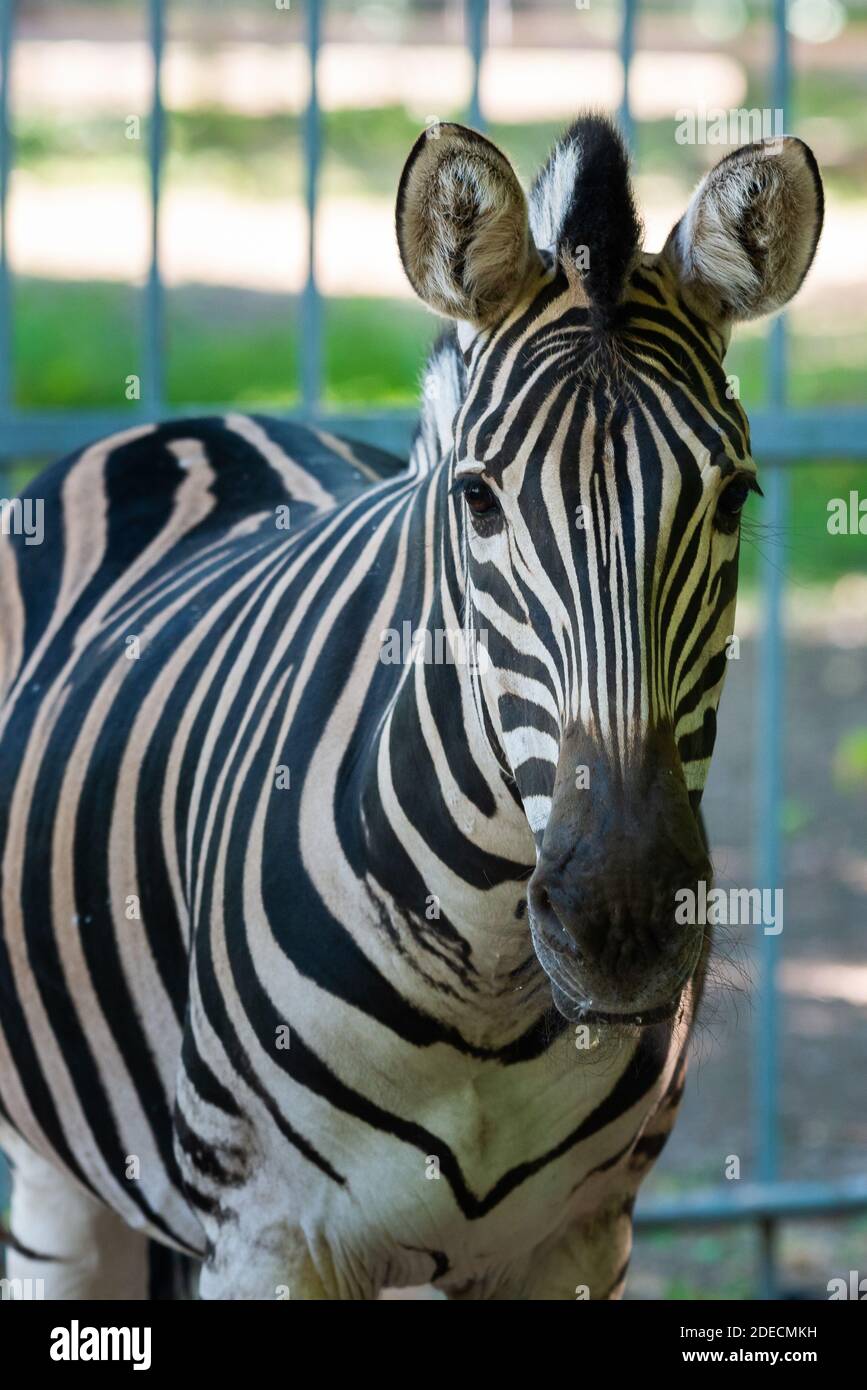 Zebra Chapman, Equus Burchelli Chapmani in zoo Stock Photo - Alamy