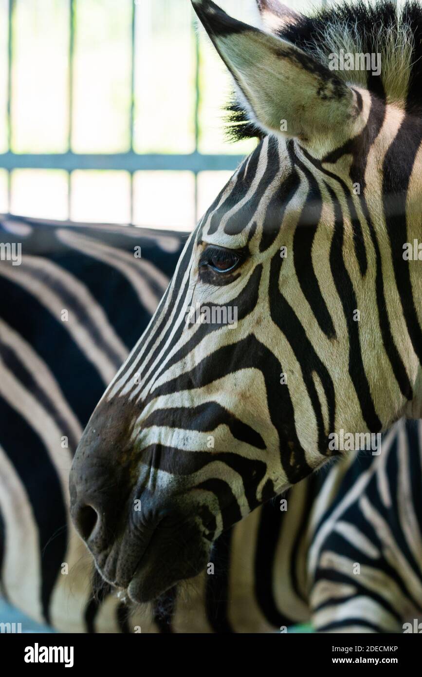 Zebra Chapman, Equus Burchelli Chapmani in zoo Stock Photo - Alamy
