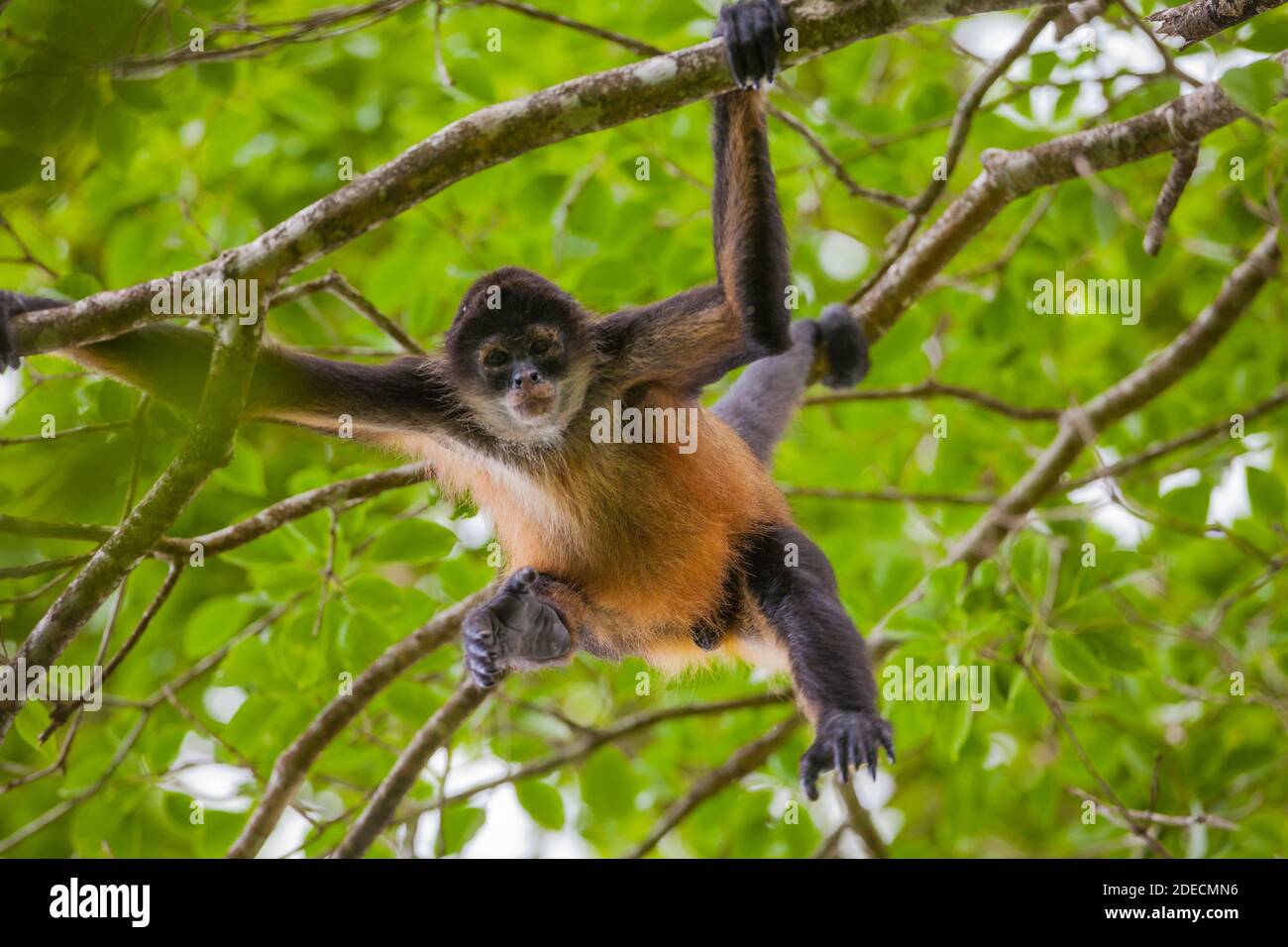 Panama wildlife with Azuero Spider Monkey, Ateles geoffroyi azuerensis ...