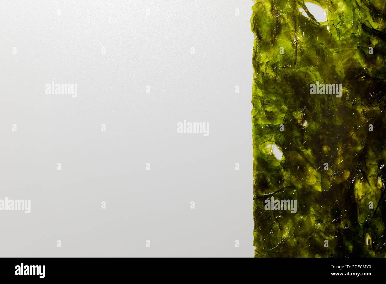Green Blue seaweed on a white background Stock Photo - Alamy