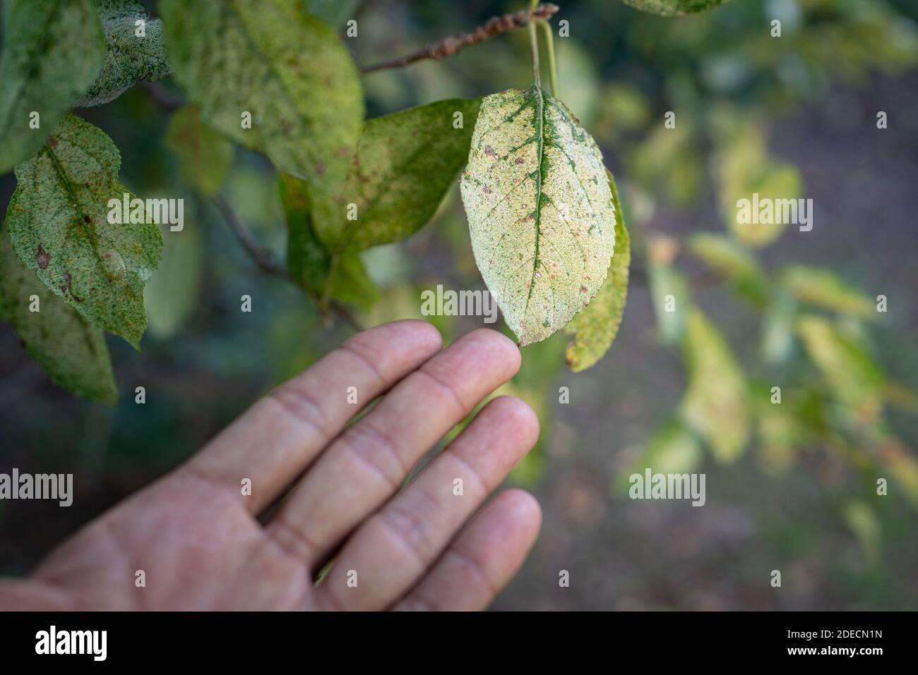 Hand showing sad tree leaf covered by fungus Stock Photo - Alamy
