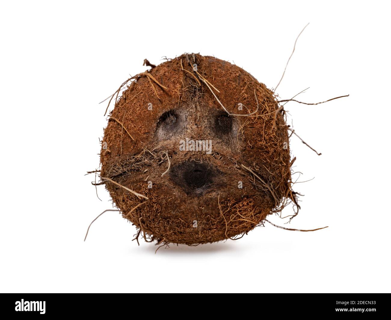 Front detailed view of whole coconut, showing face like marks. Isolated ...
