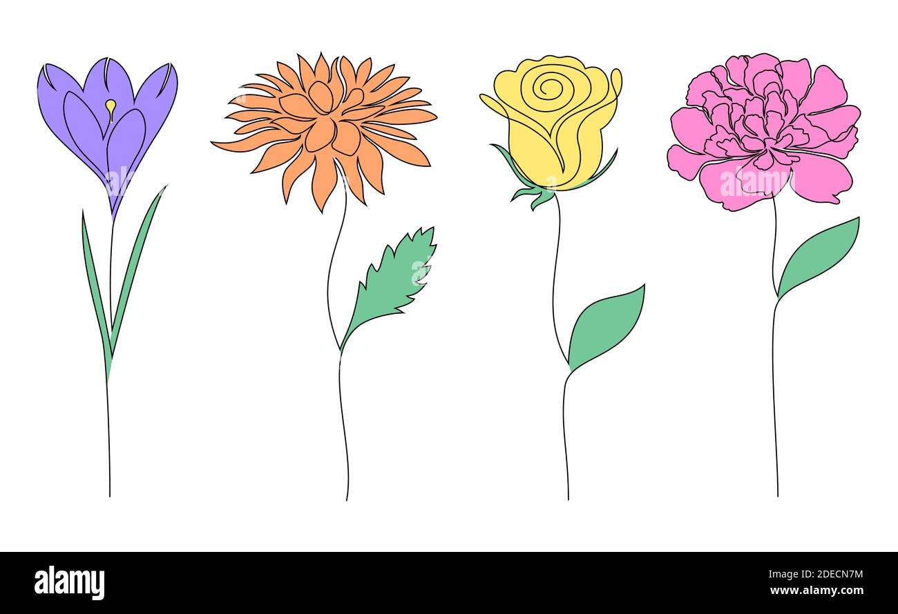 Peony flower black line Stock Vector Images - Alamy