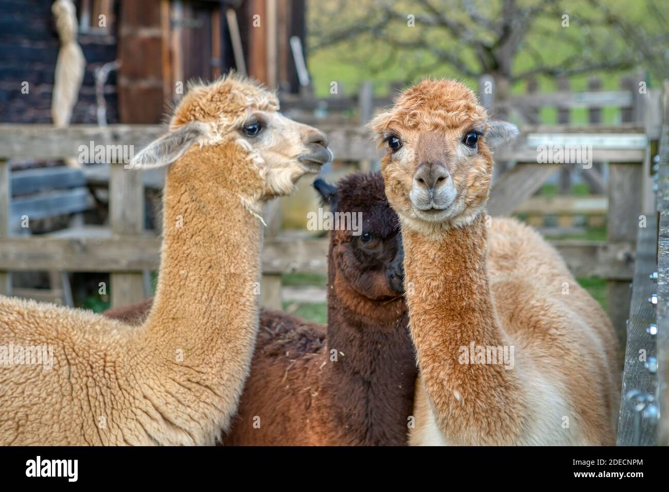 Group of fluffy alpacas on a farm Stock Photo - Alamy