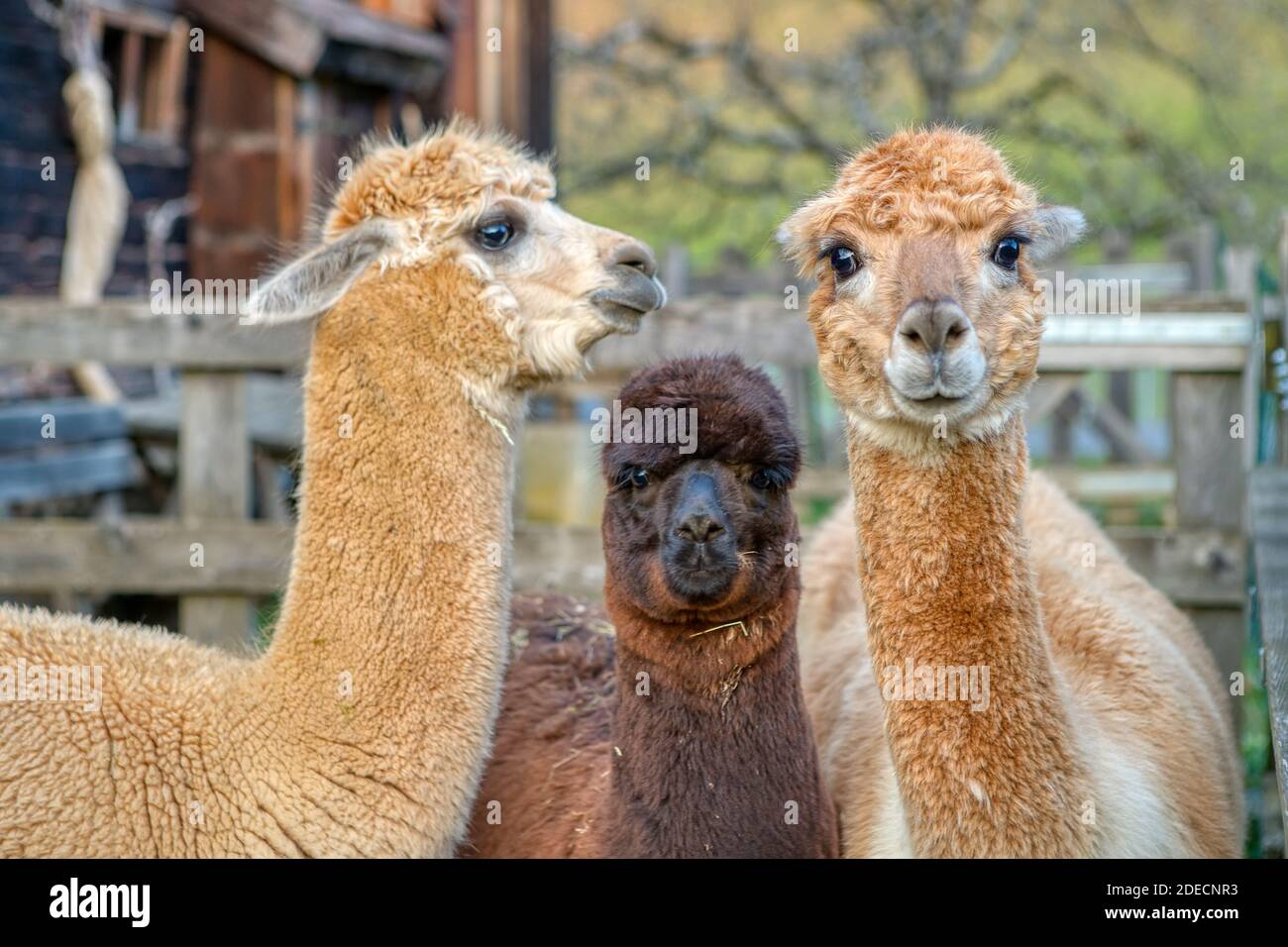 Group of fluffy alpacas on a farm Stock Photo - Alamy
