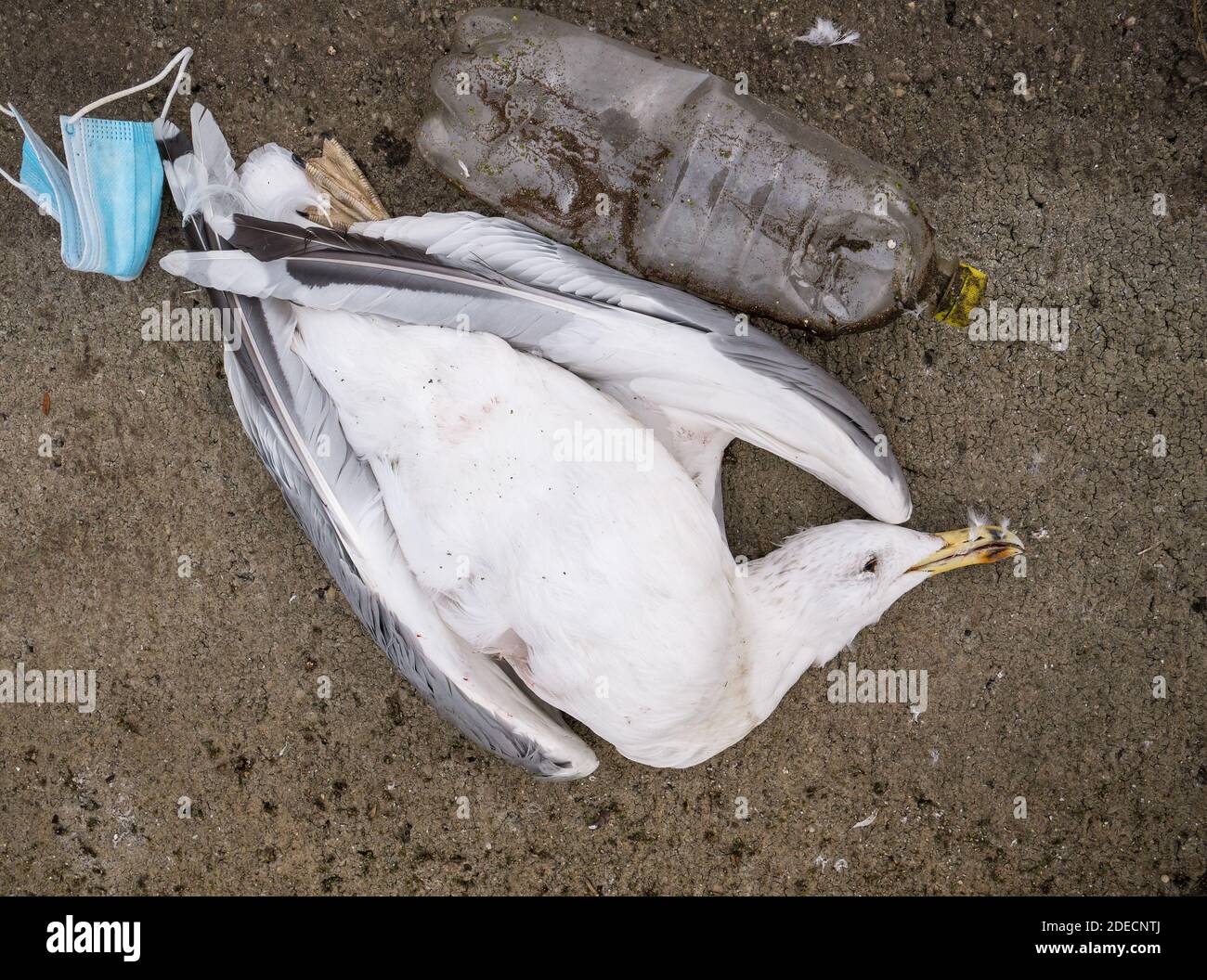 A dead seagull or bird at the edge of the water next to plastic bottles ...