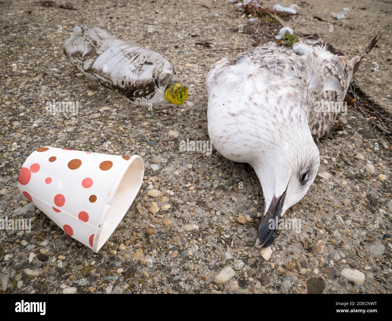 A dead seagull or bird at the edge of the water next to plastic waste ...
