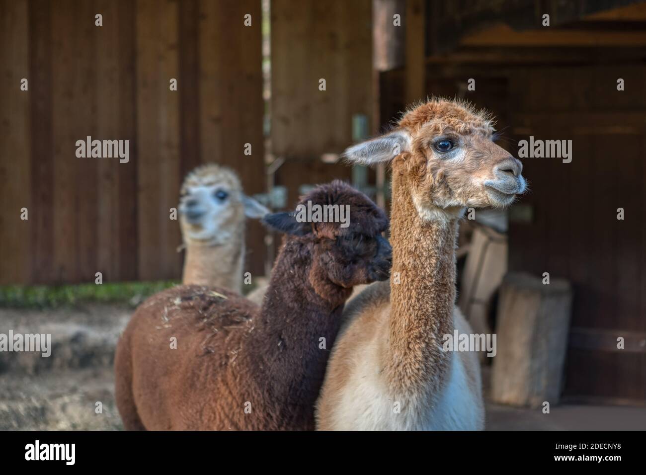 Fluffy alpacas hi-res stock photography and images - Alamy