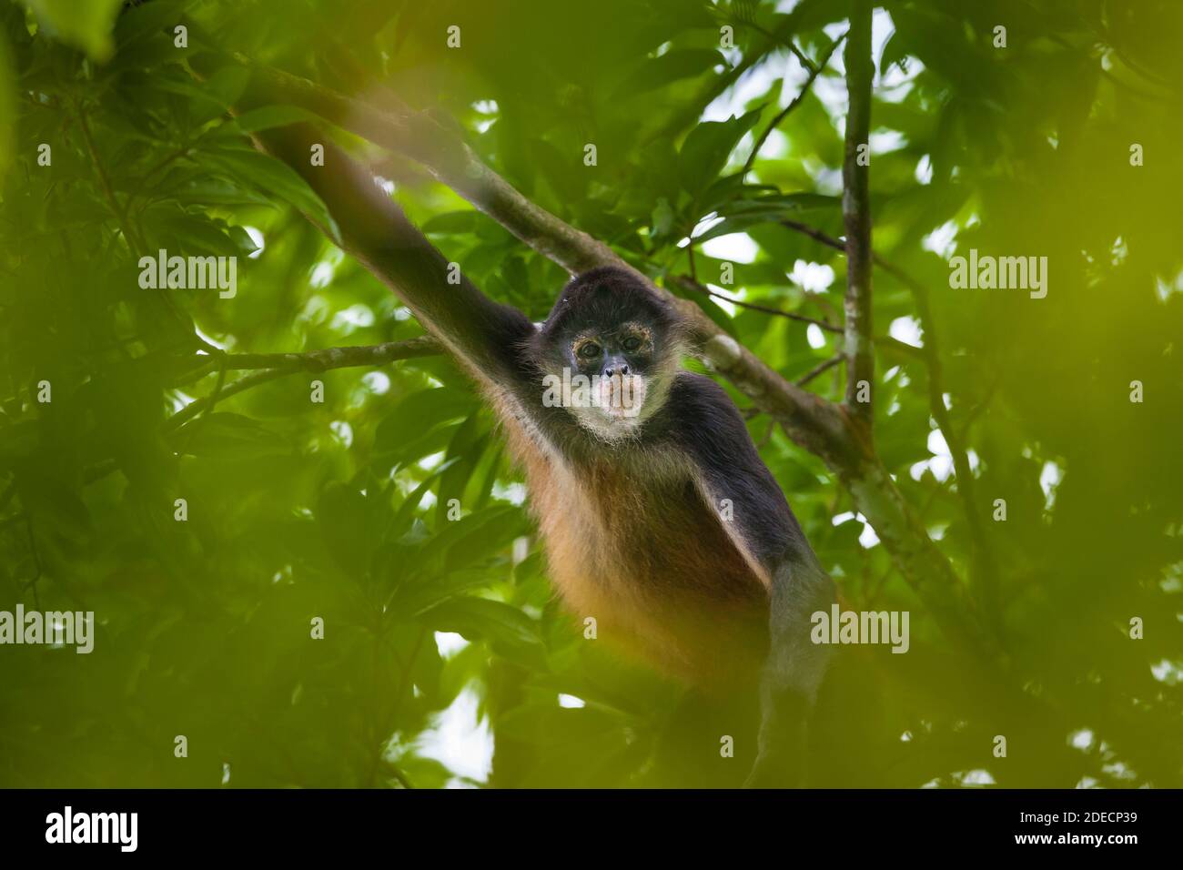 Azuero spider monkey hi-res stock photography and images - Alamy