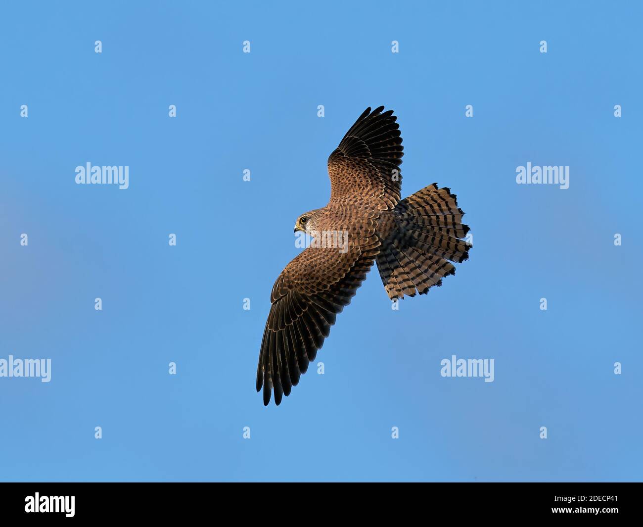 Common kestrel in its natural enviroment Stock Photo - Alamy