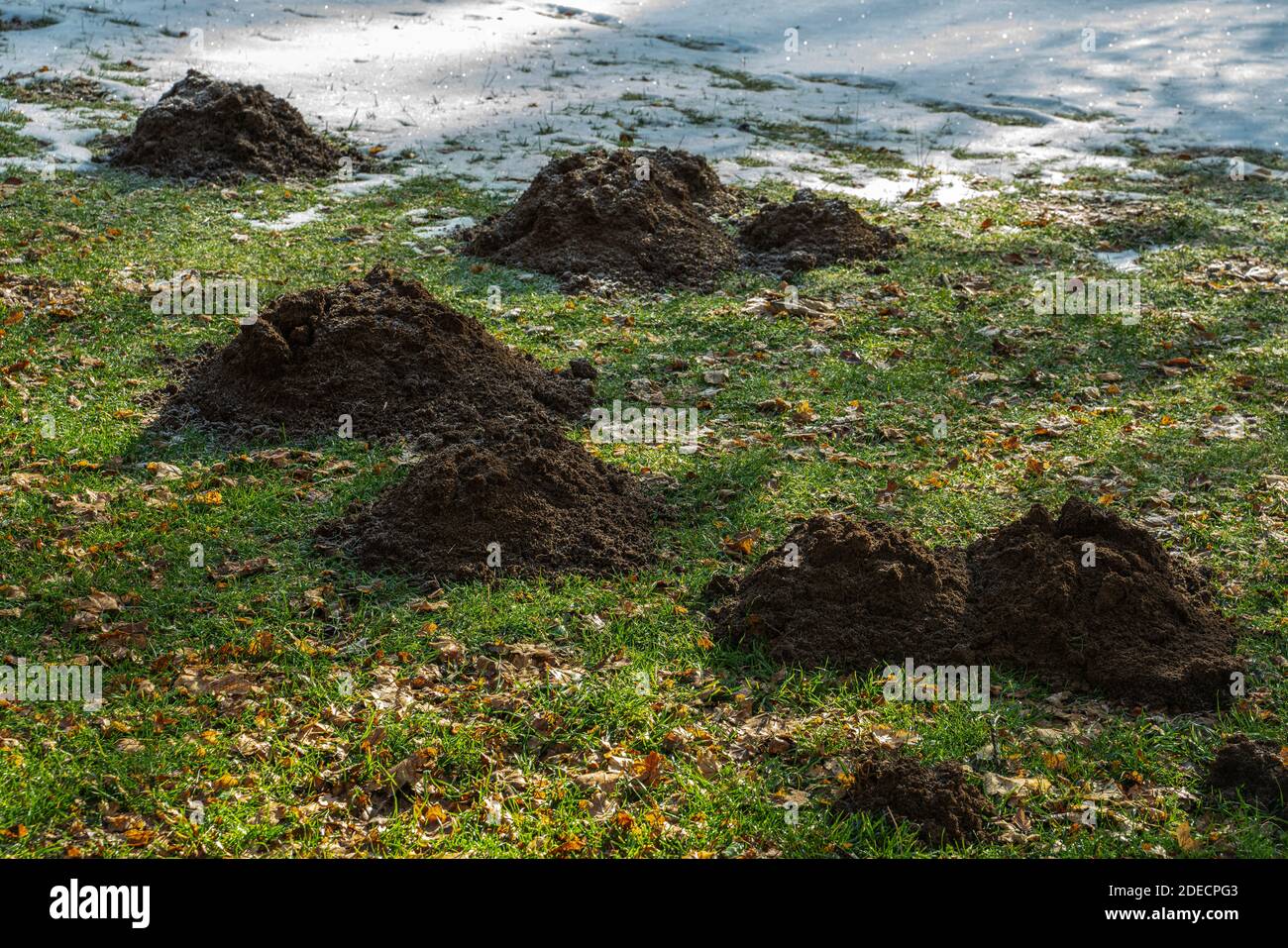 Green field with moles burrows. Abruzzo, Italy, Europe Stock Photo - Alamy
