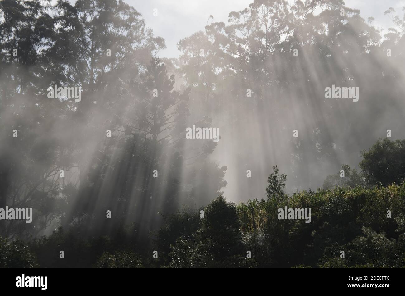 Rainforest edge hi-res stock photography and images - Alamy