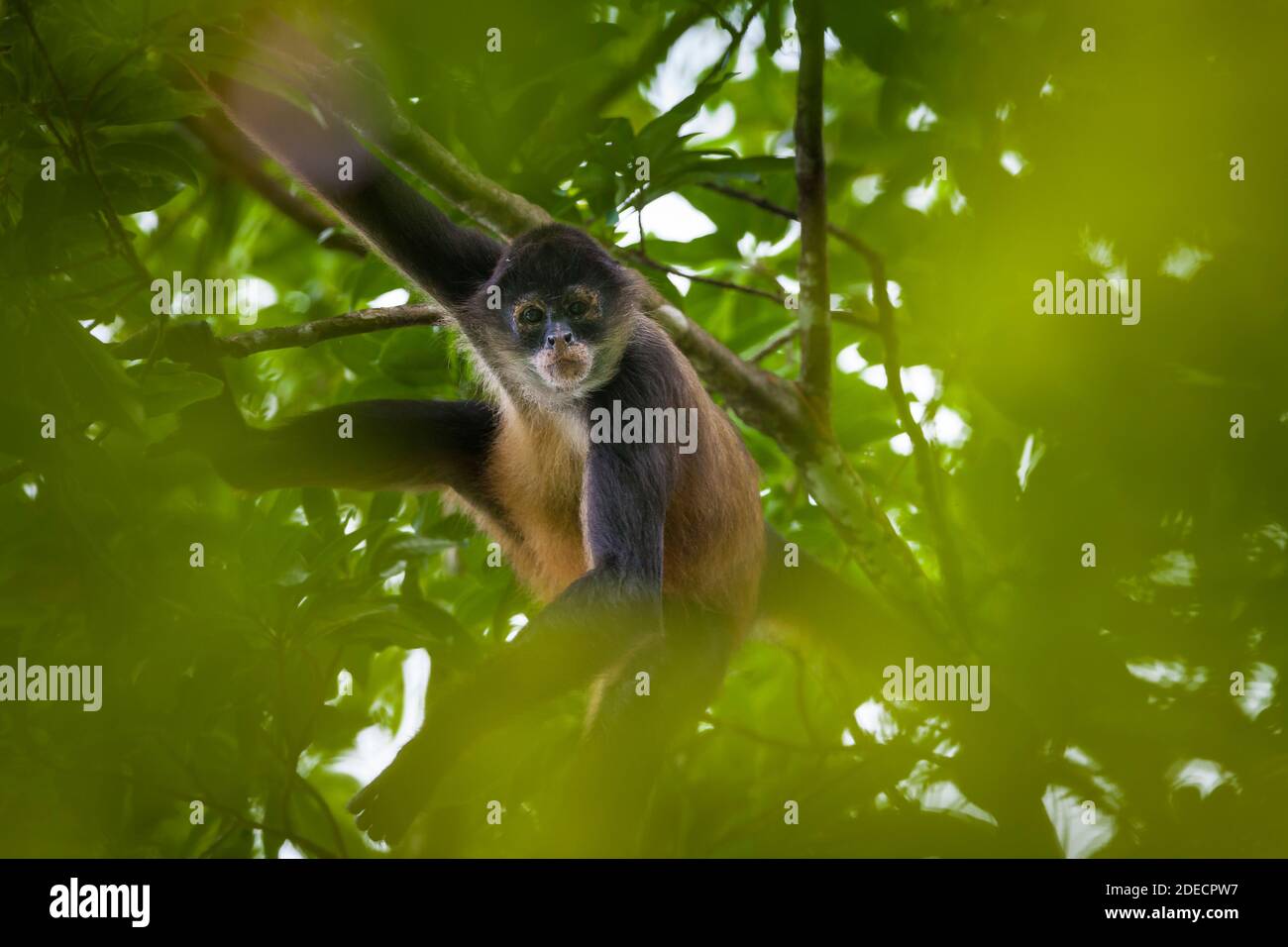 Species biodiversity hi-res stock photography and images - Alamy