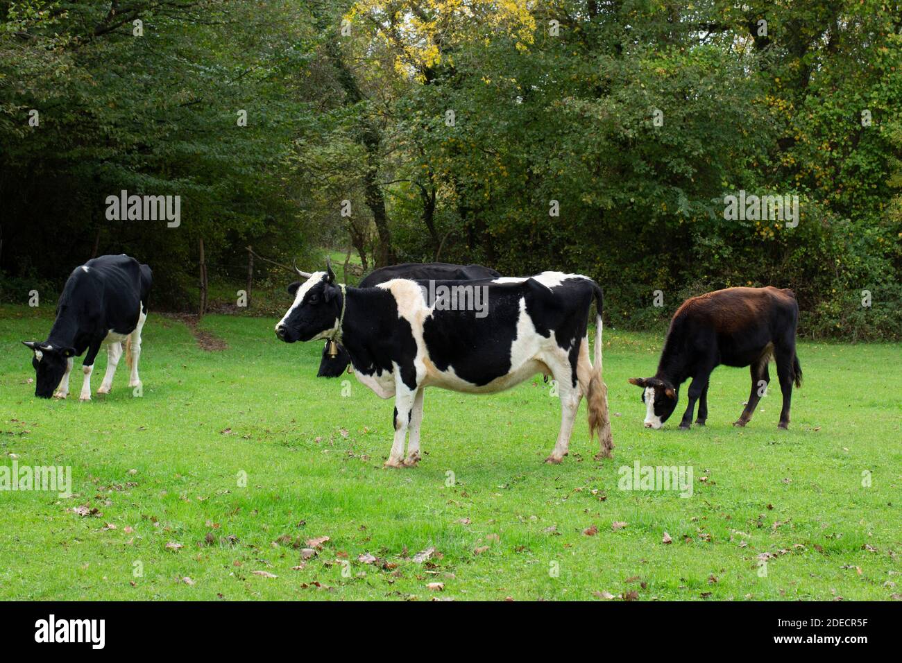 Cow in forest cartoon hi-res stock photography and images - Alamy