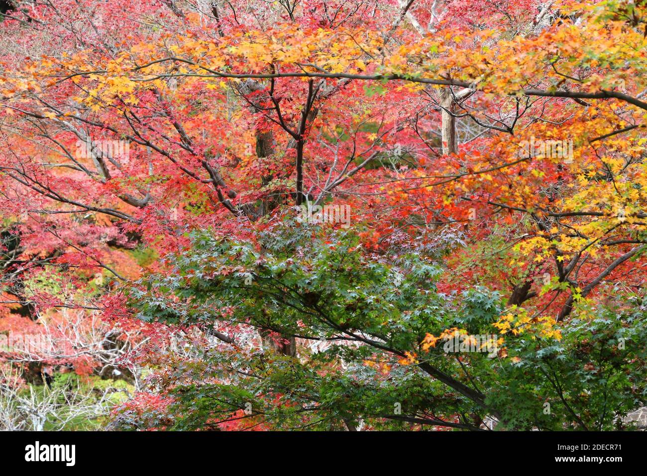 Autumn trees in Japan. Red and orange momiji leaves (maple tree) in ...