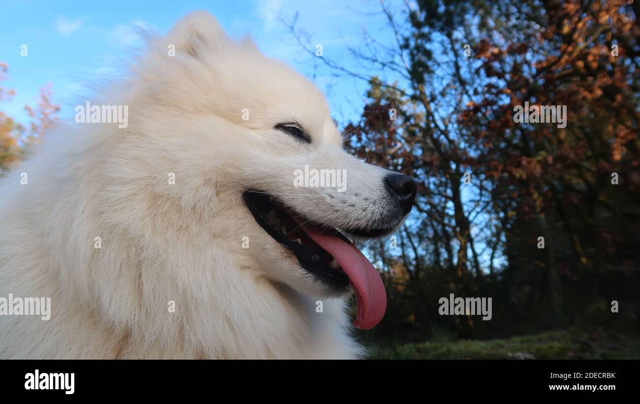 Samoyed close up hi-res stock photography and images - Alamy