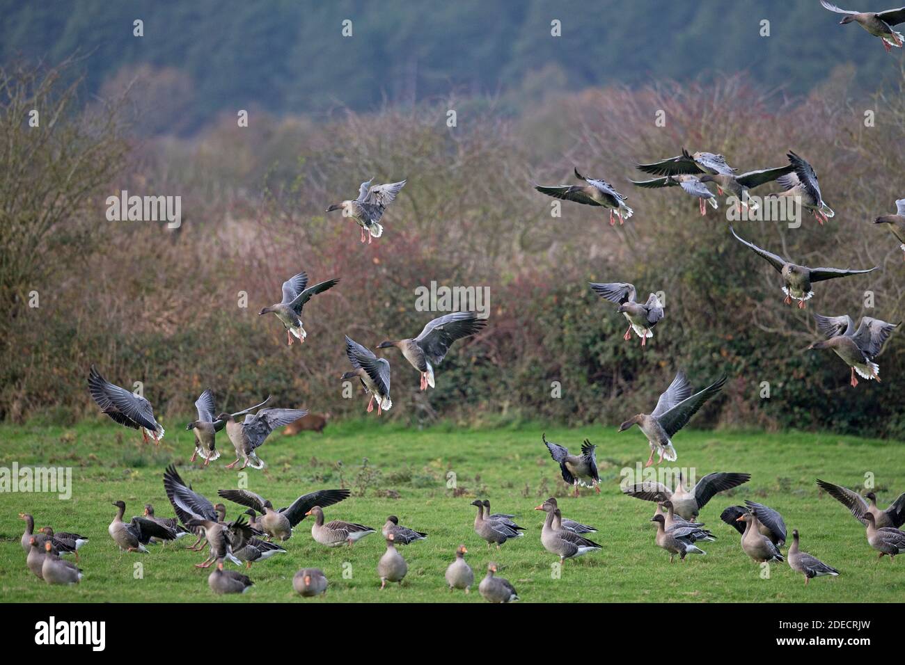 Pink feet geese flying uk hi-res stock photography and images - Alamy