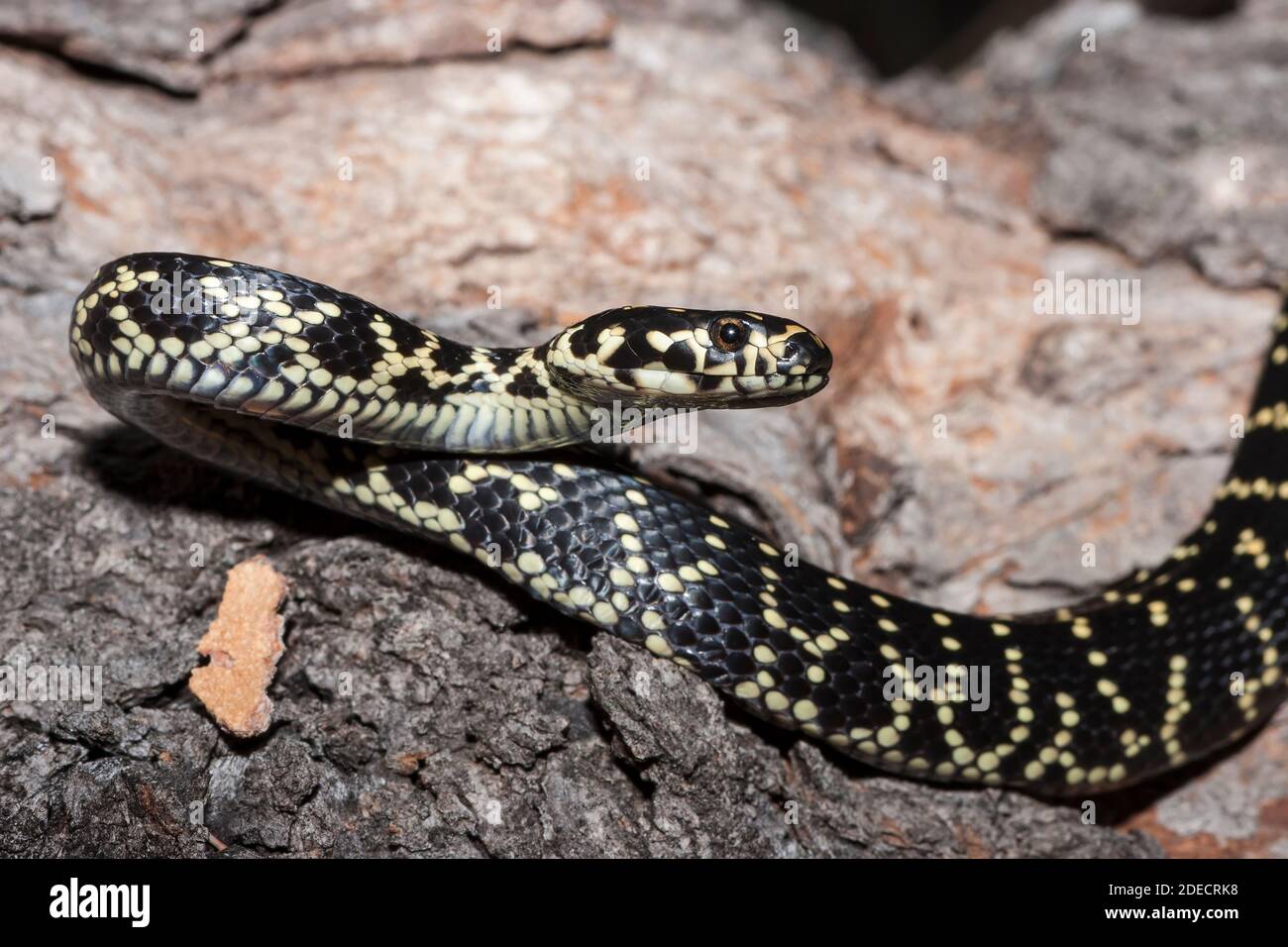 Close up of Endangered Broad-headed Snake Stock Photo - Alamy
