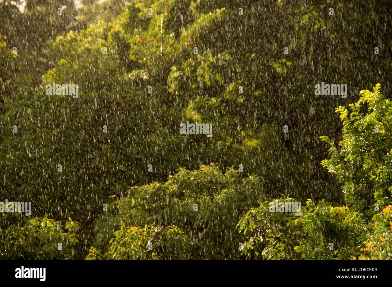 Soaking wet rain hi-res stock photography and images - Alamy