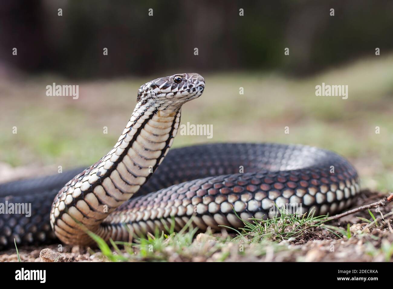 Australian Highlands Copperhead Snake with head raised Stock Photo - Alamy