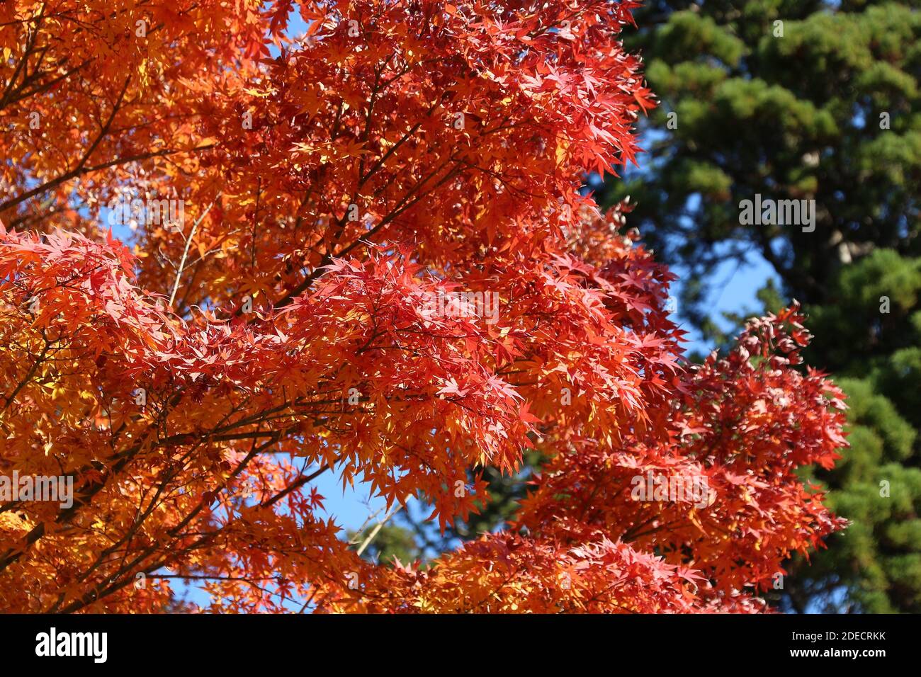Japan autumn foliage - red maple tree leaves in a park in Kamakura ...