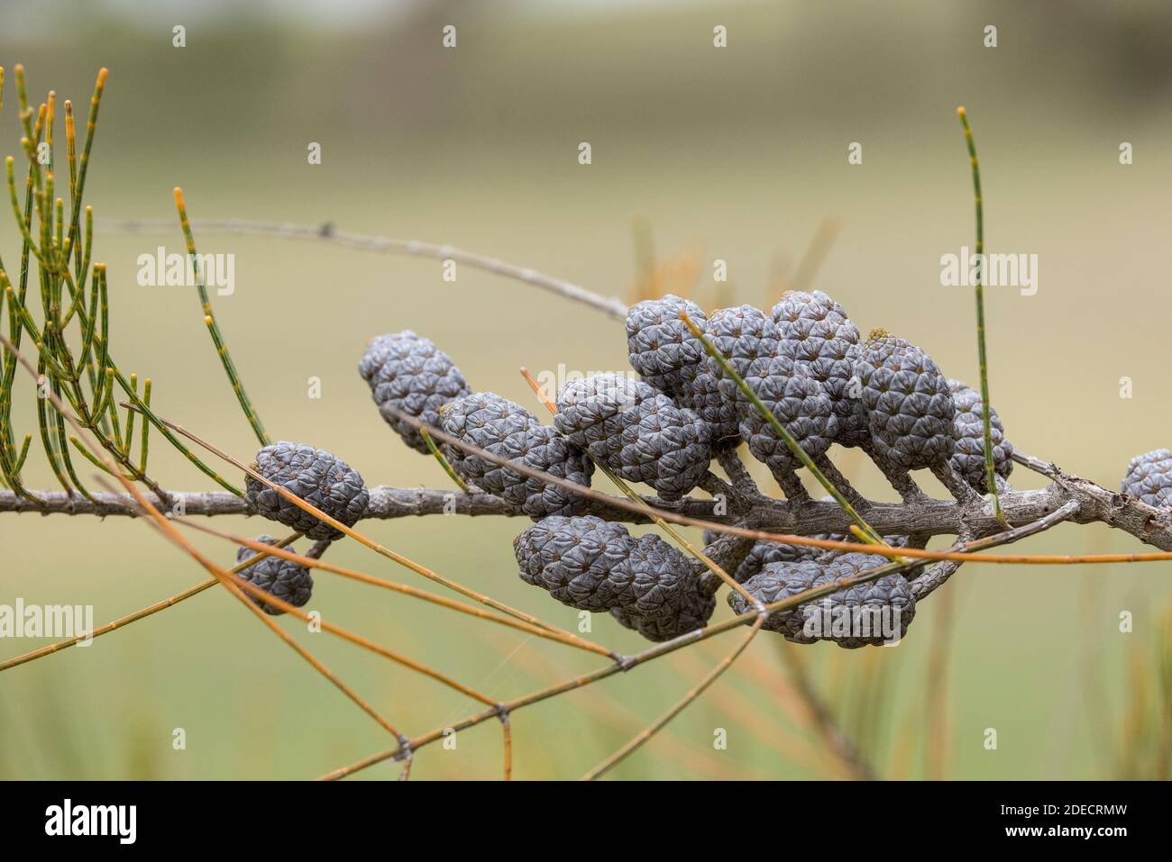 She oak tree hi-res stock photography and images - Alamy