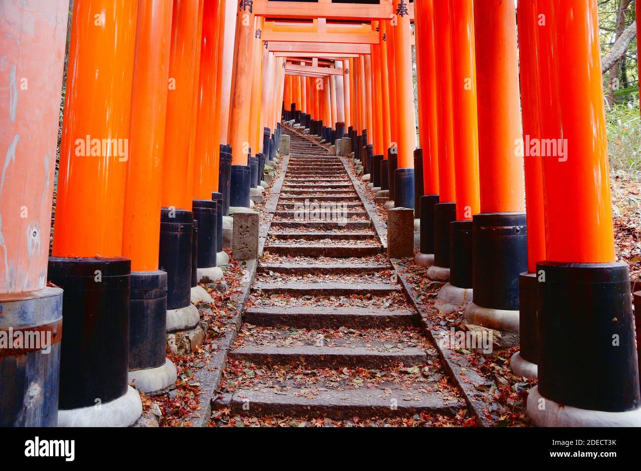 KYOTO, JAPAN - NOVEMBER 28, 2016: Torii gates of Fushimi Inari shrine ...
