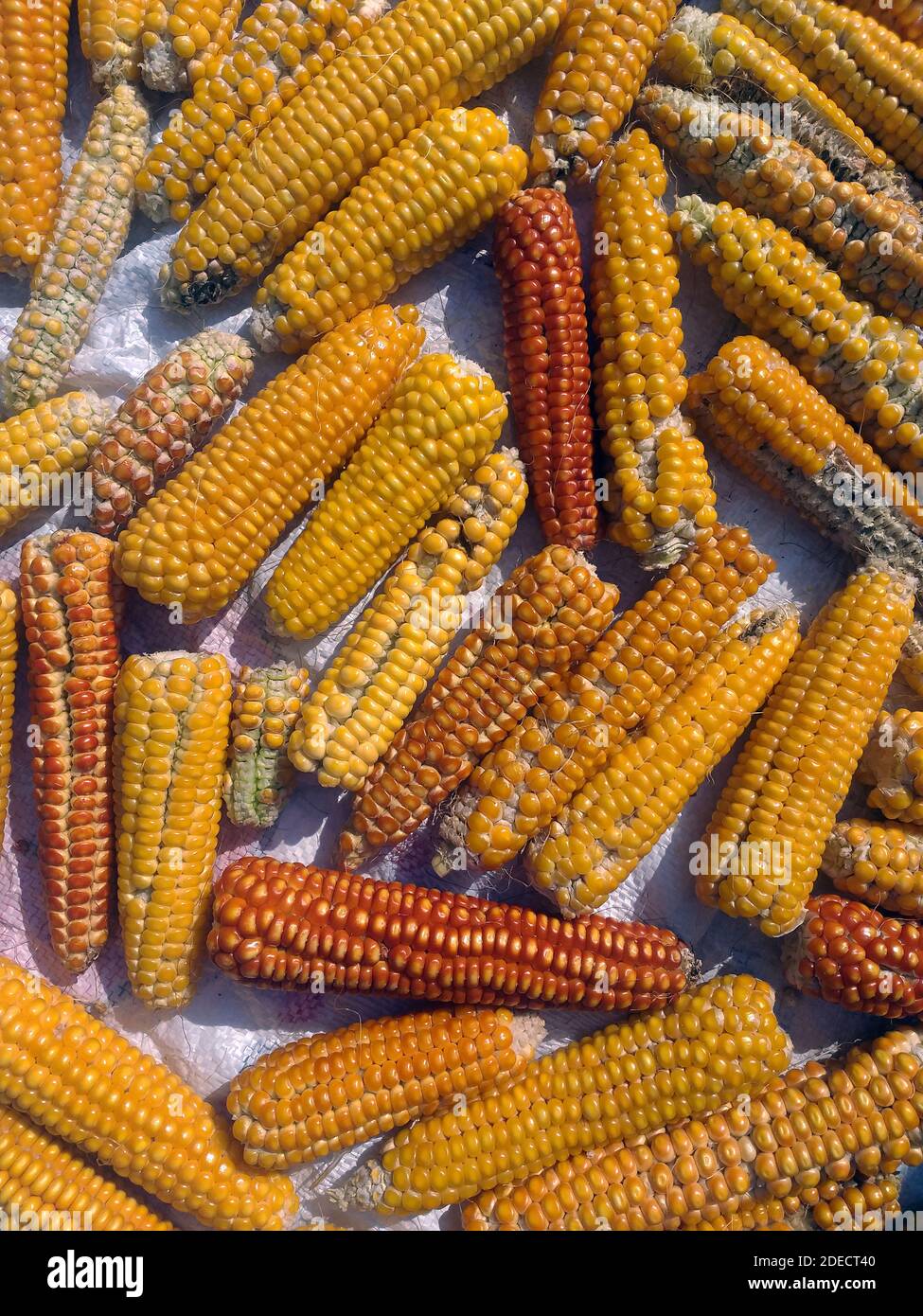 Corns cob field hi-res stock photography and images - Alamy