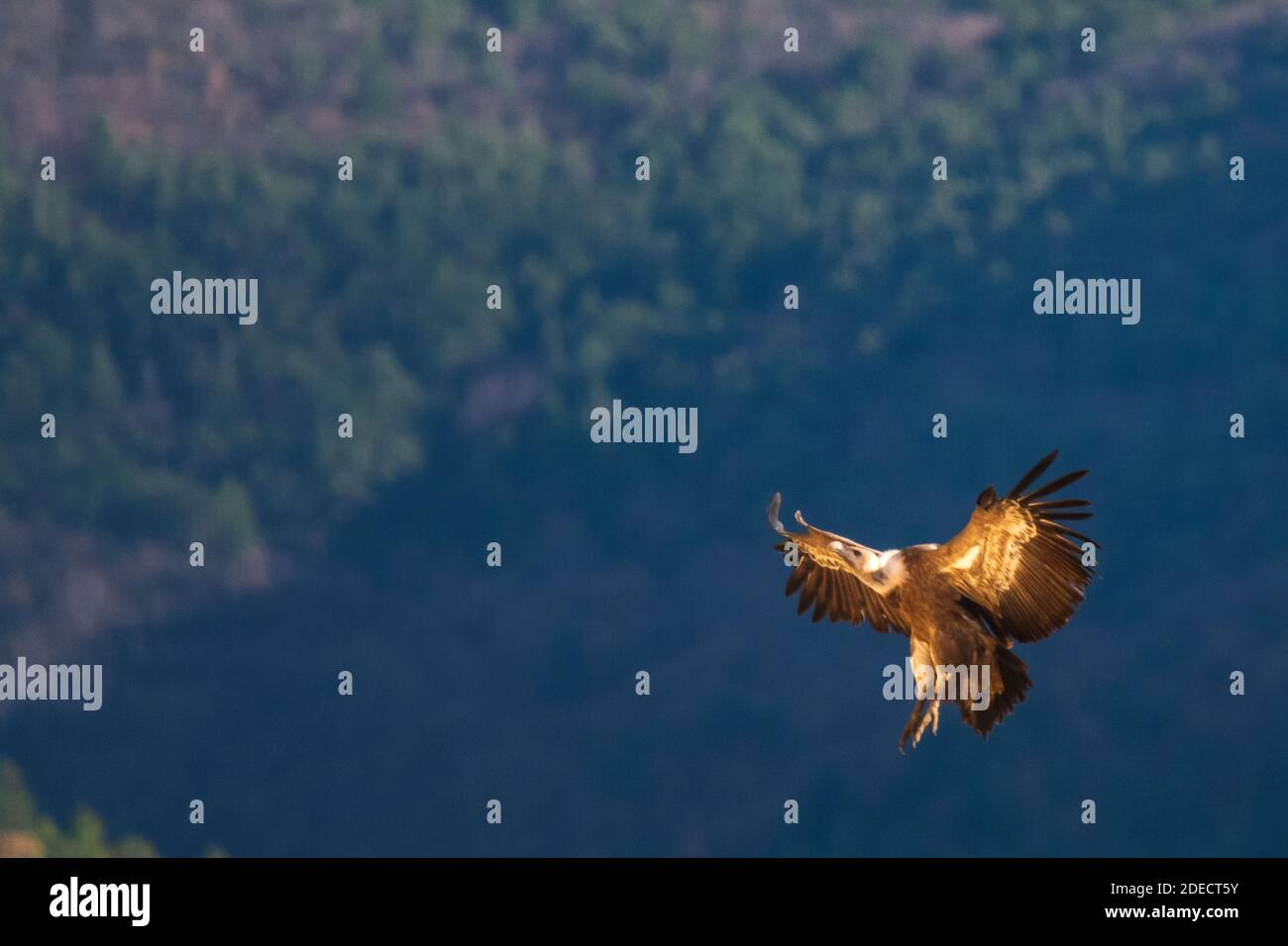 Griffon vulture in flight / landing Stock Photo - Alamy