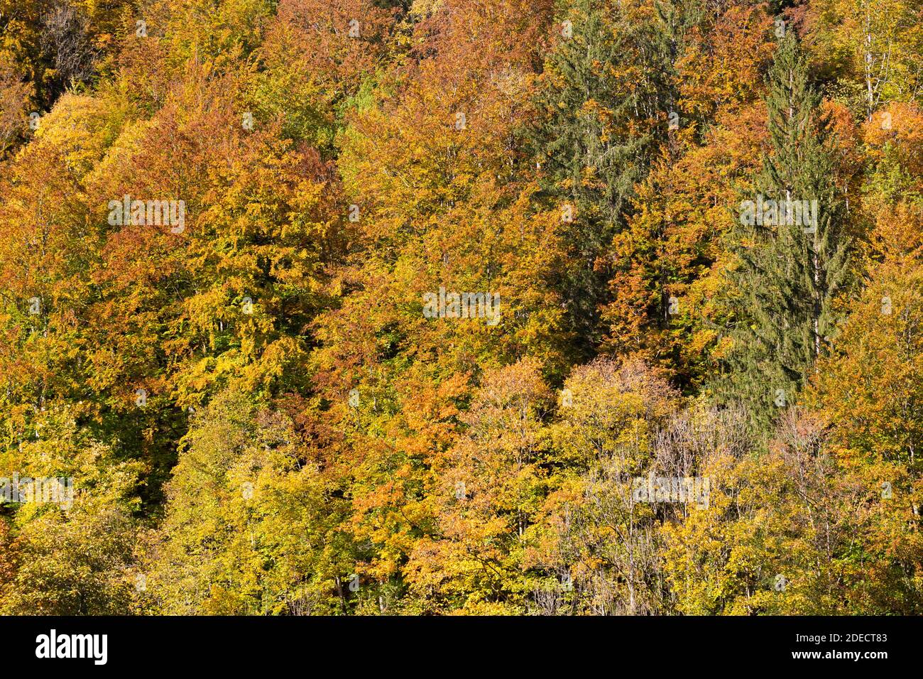 Wallpaper of forest hi-res stock photography and images - Alamy