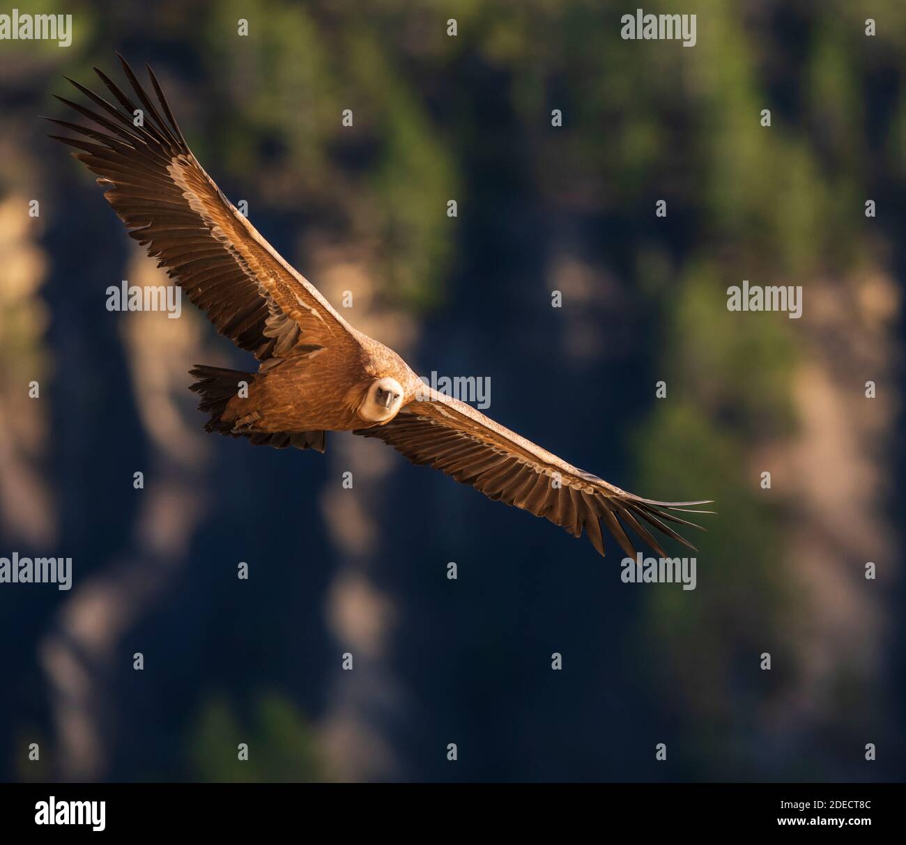 Griffon vulture in flight Stock Photo - Alamy