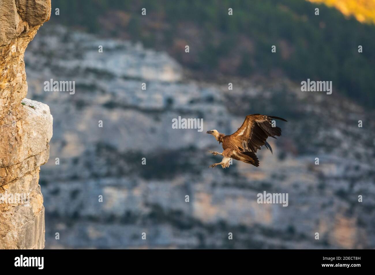 Griffon vulture in flight / landing Stock Photo - Alamy
