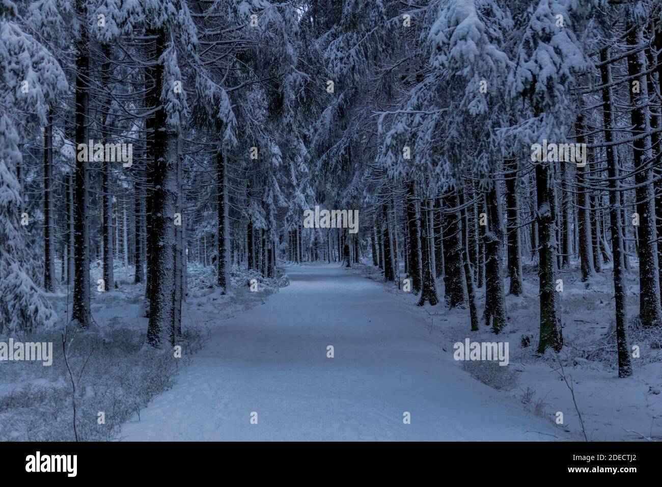 First small winter hike along the Rennsteig through the Thuringian ...
