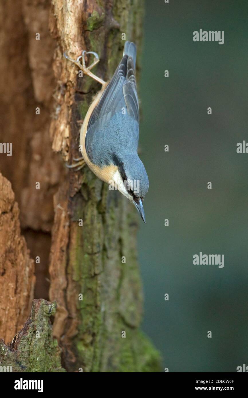 Nuthatch (Sitta europaea caesia Stock Photo - Alamy