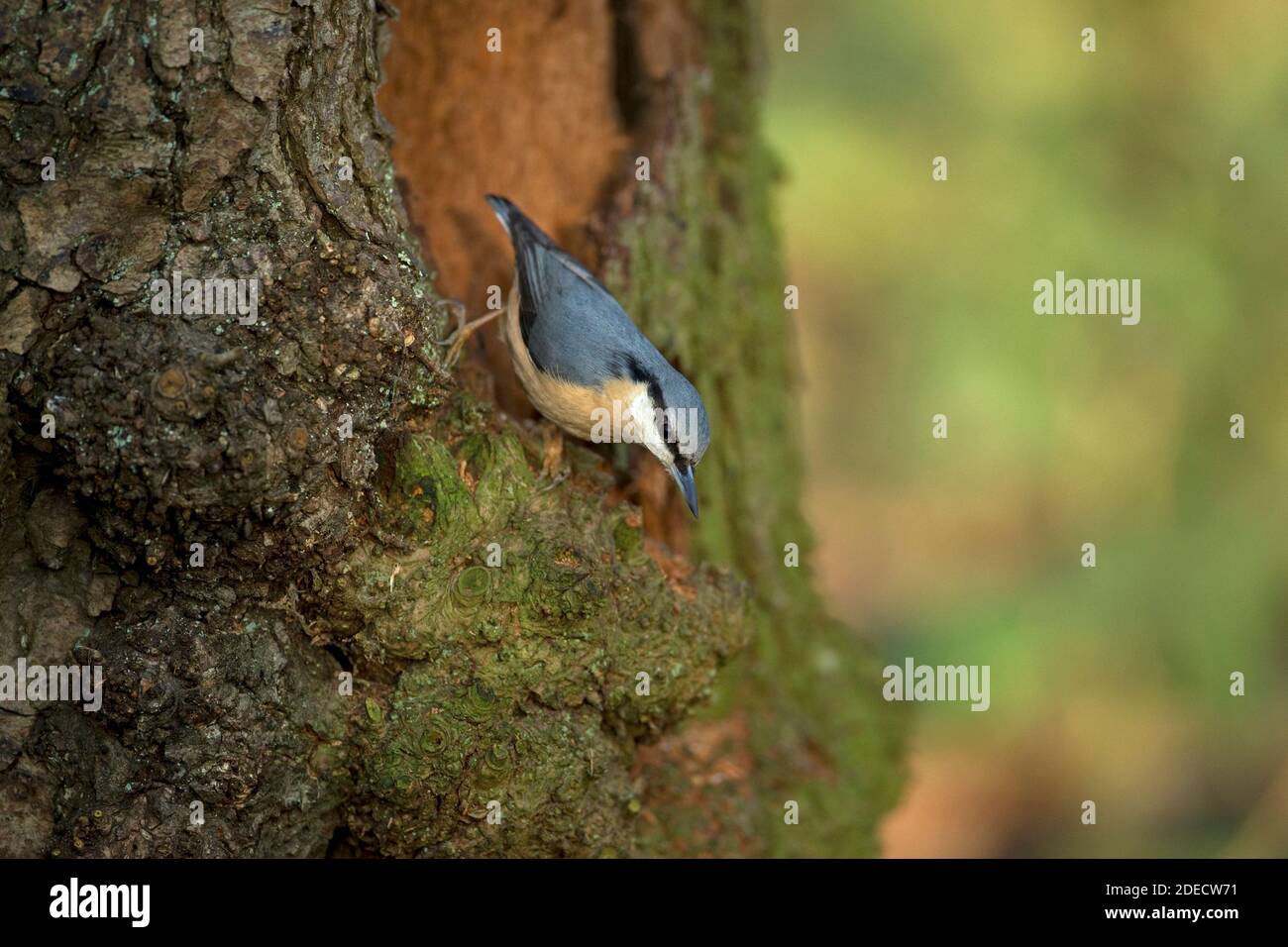 Nuthatchs hi-res stock photography and images - Alamy