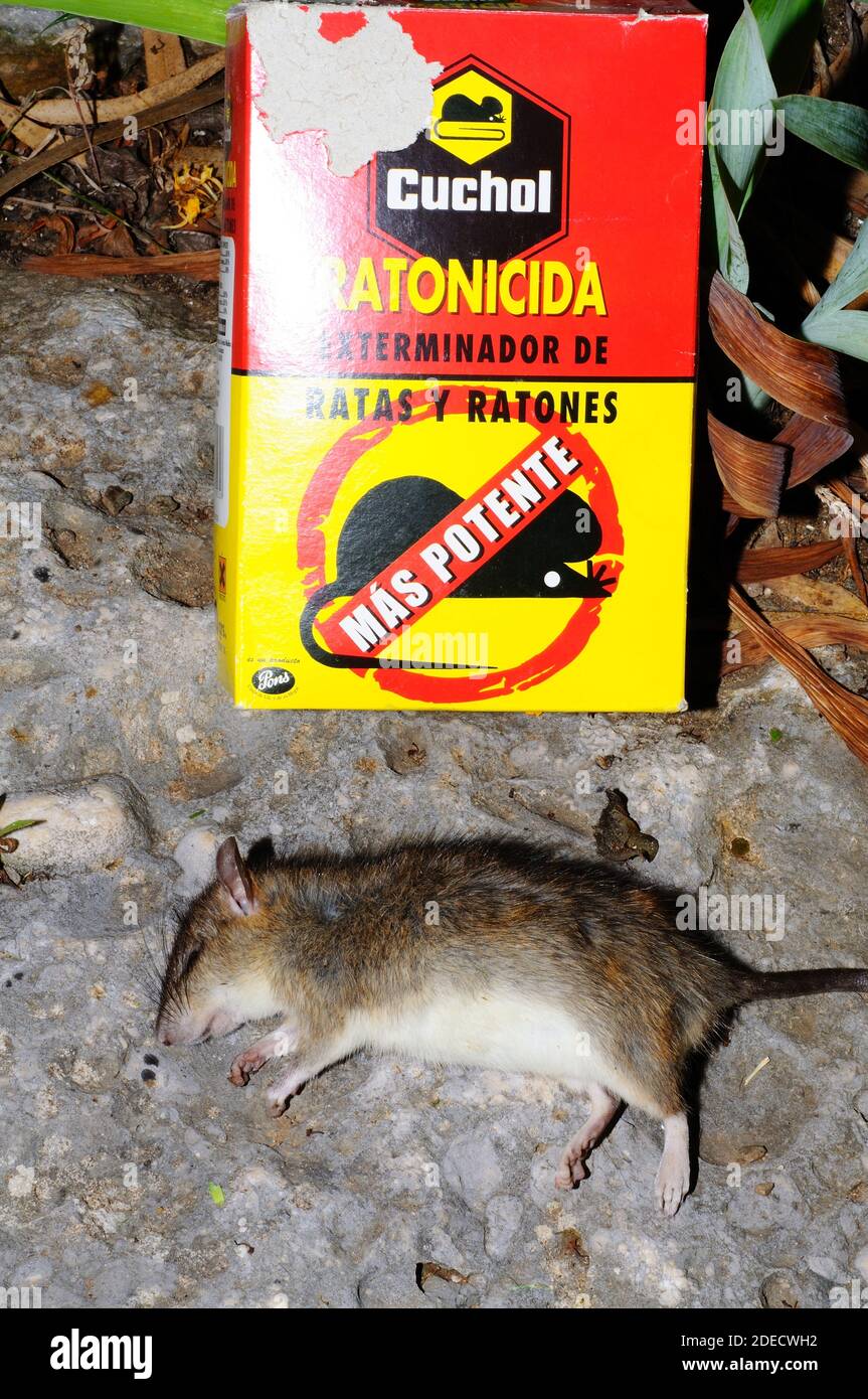 Dead rodent hi-res stock photography and images - Alamy
