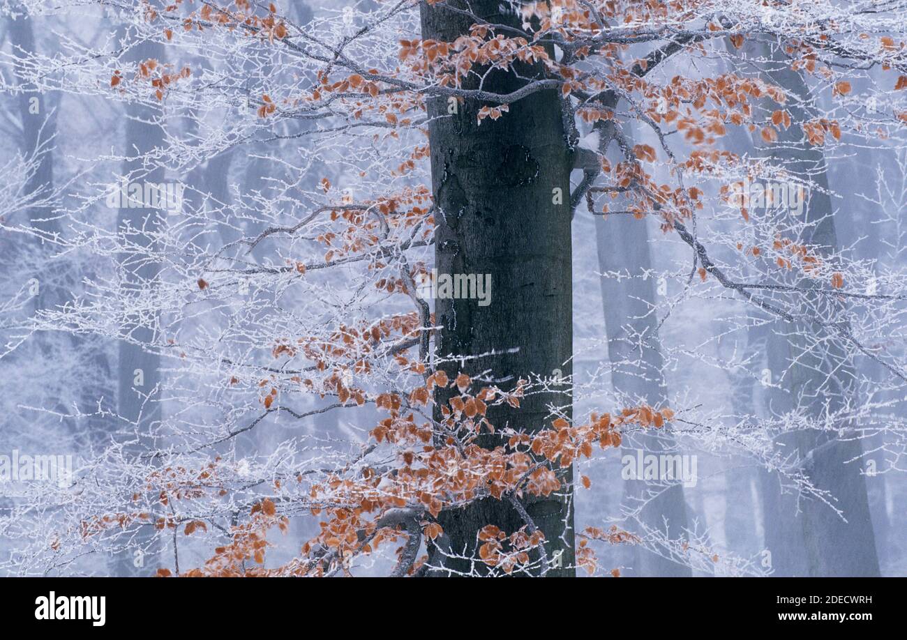 Vienna forests hi-res stock photography and images - Alamy