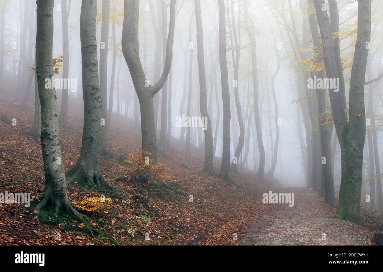 Vienna forests hi-res stock photography and images - Alamy