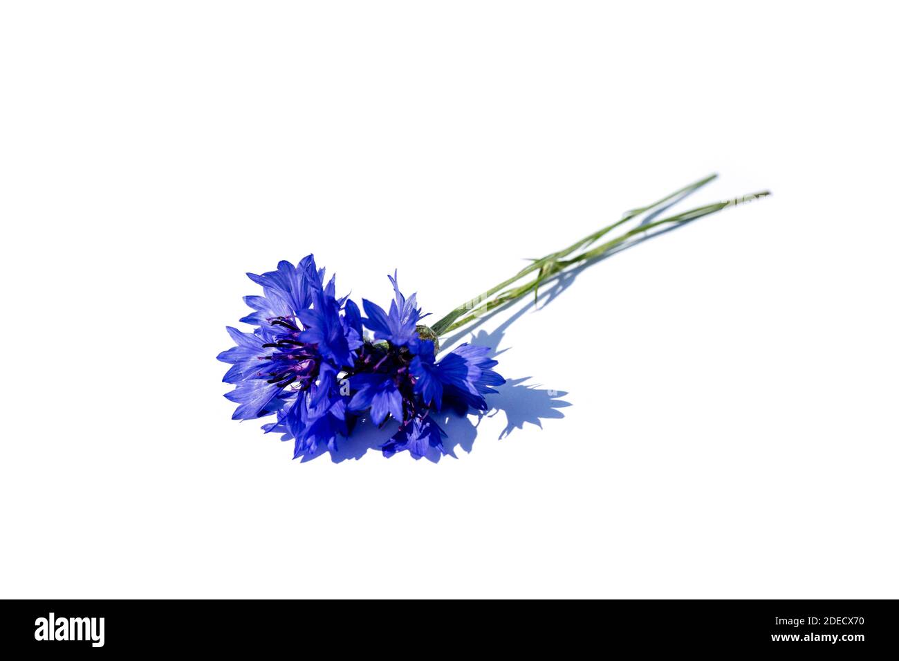 Cornflower isolated on white background Stock Photo - Alamy