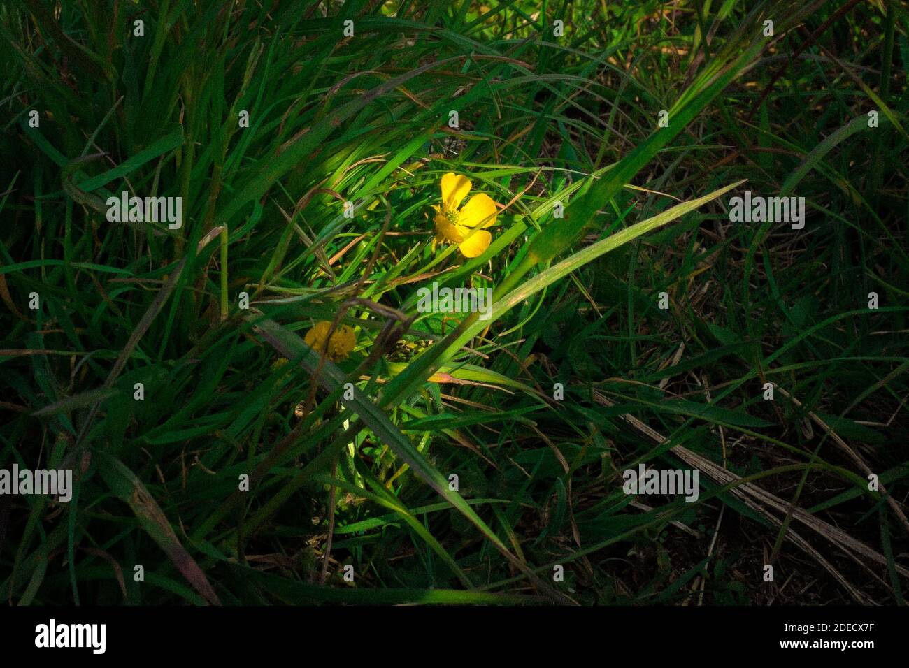 Buttercup flower (Ranunculus bulbosus) in the grass at Devils Dyke ...