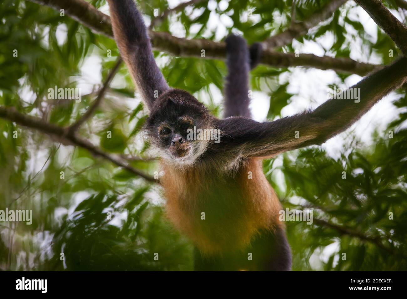 Panama wildlife with Azuero Spider Monkey, Ateles geoffroyi azuerensis ...