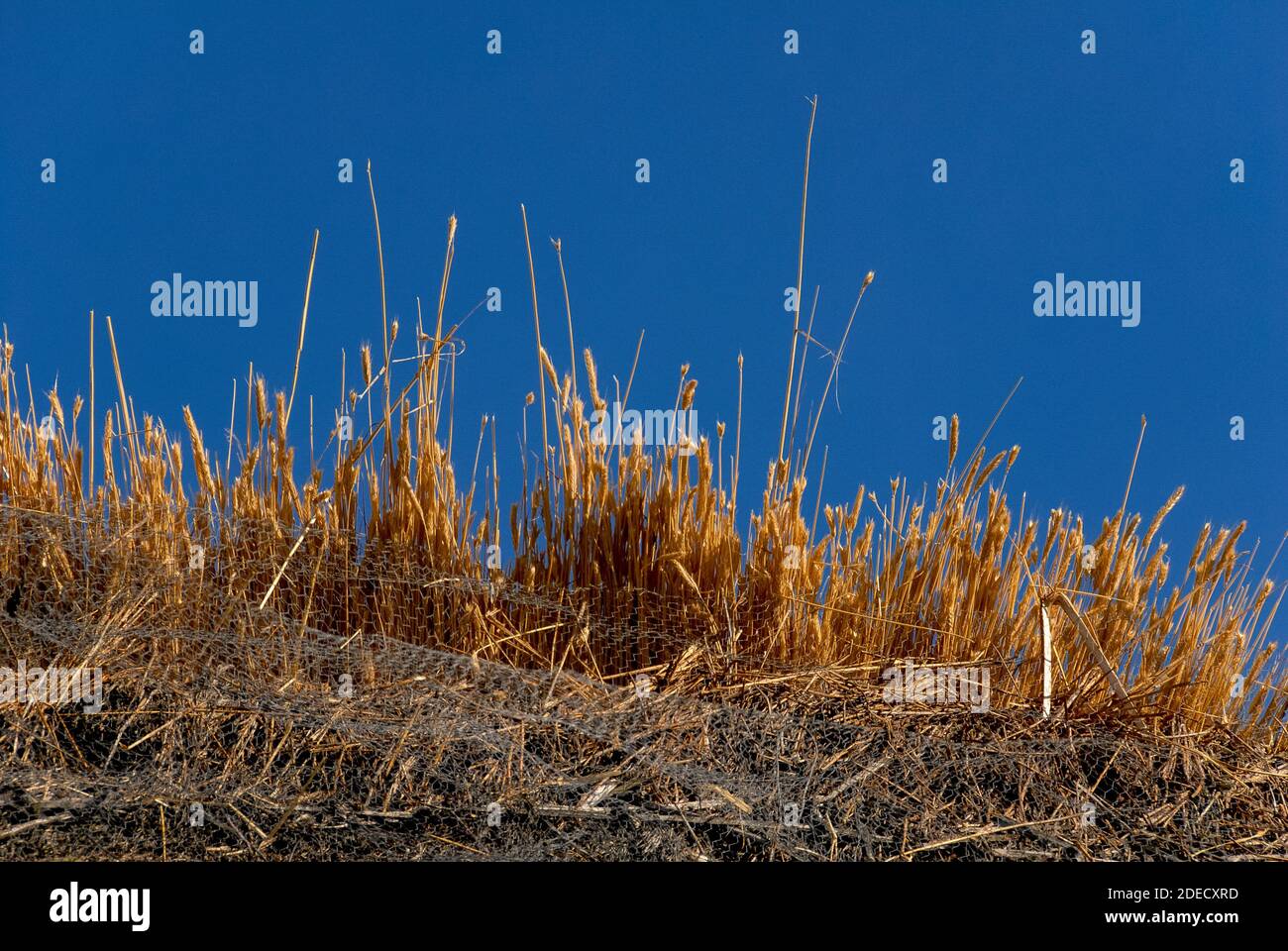 Fresh straw, newly laid by a master thatcher on a rear slope, contrasts ...