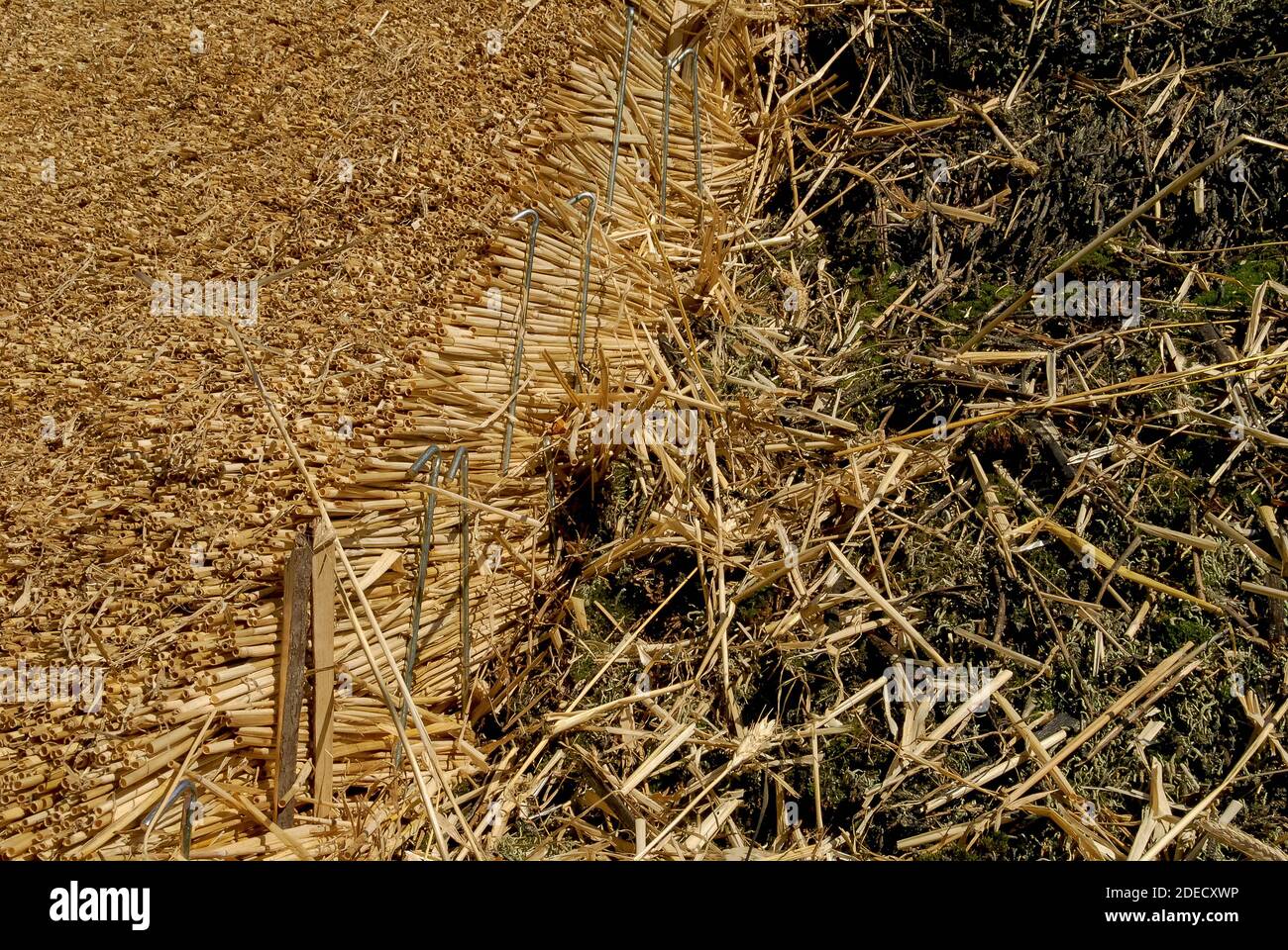 30 year old thatch hi-res stock photography and images - Alamy