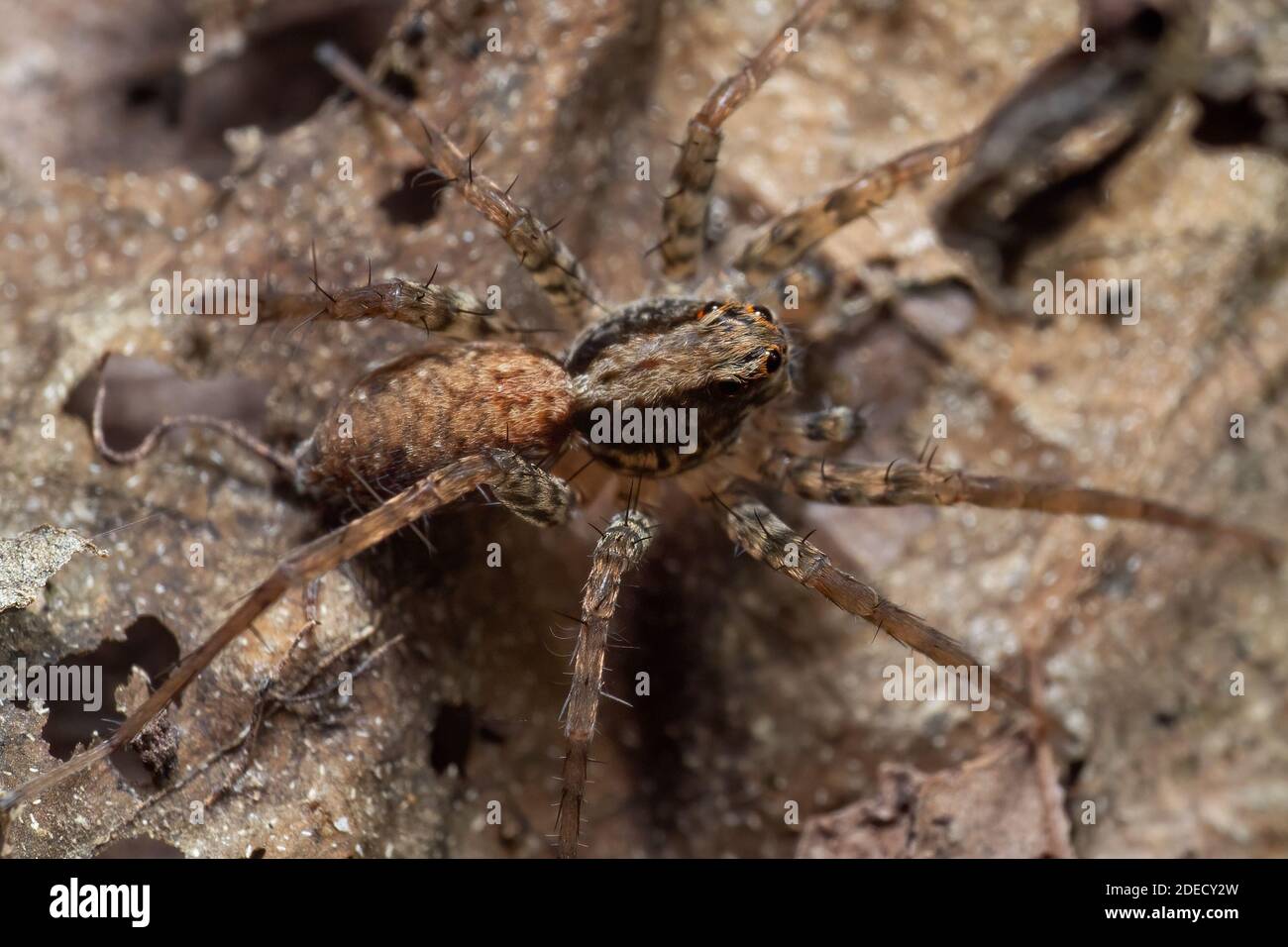 Macro Photography of Jumping Spider Camouflage on Dry Leaf Stock Photo ...