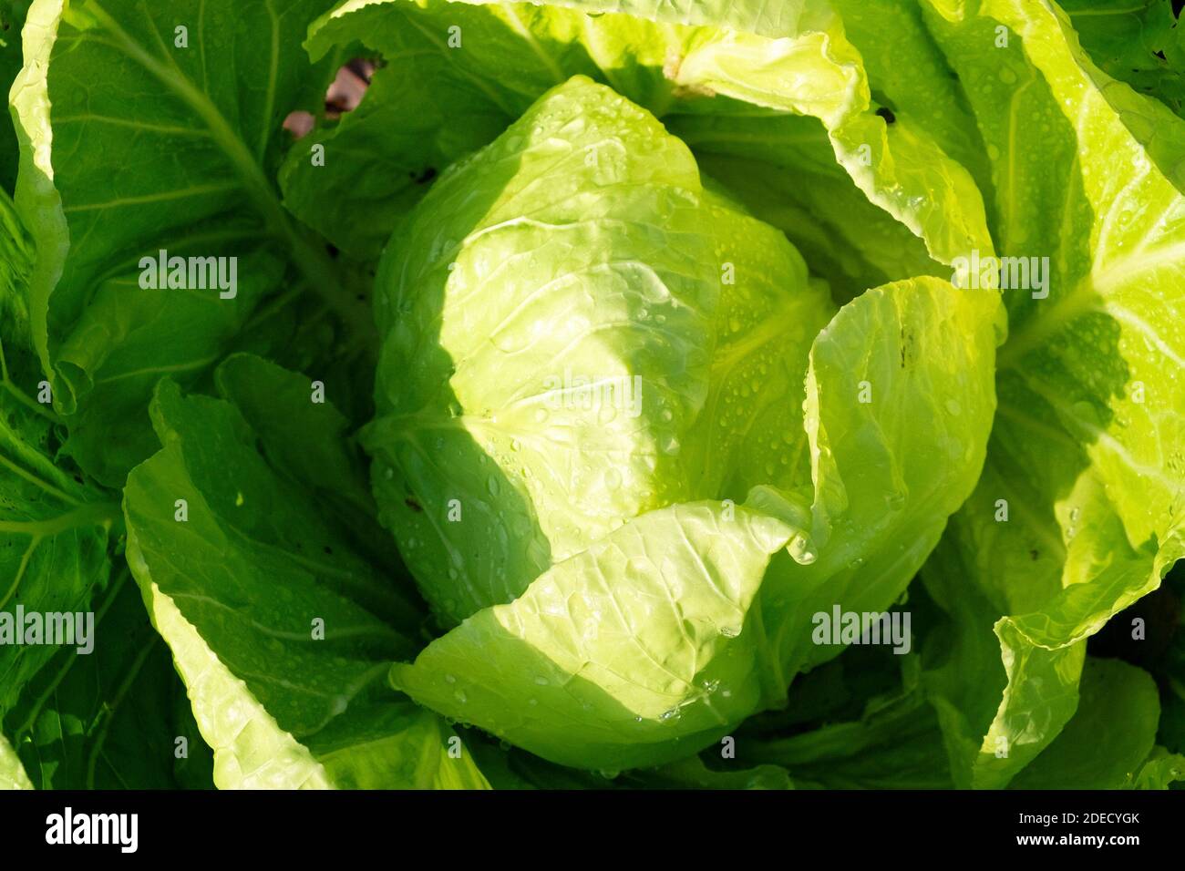 Ready for harvest hi-res stock photography and images - Alamy