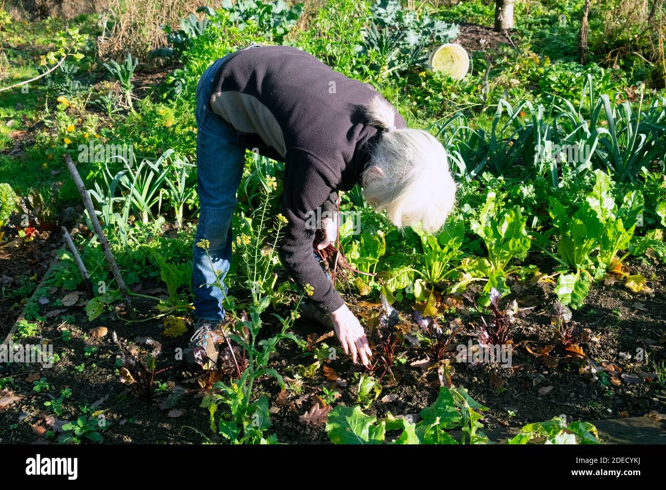 Woman bending down pick up hi-res stock photography and images - Alamy