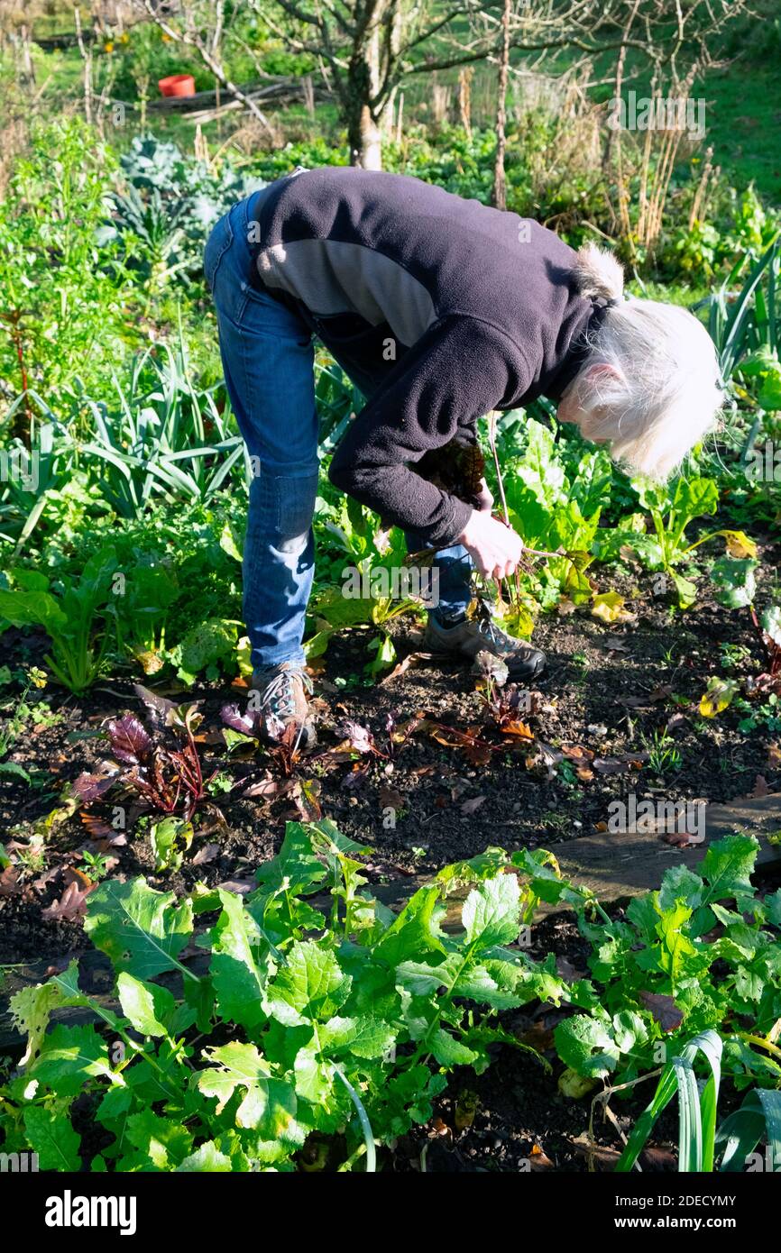 Woman bending down pick up hi-res stock photography and images - Alamy
