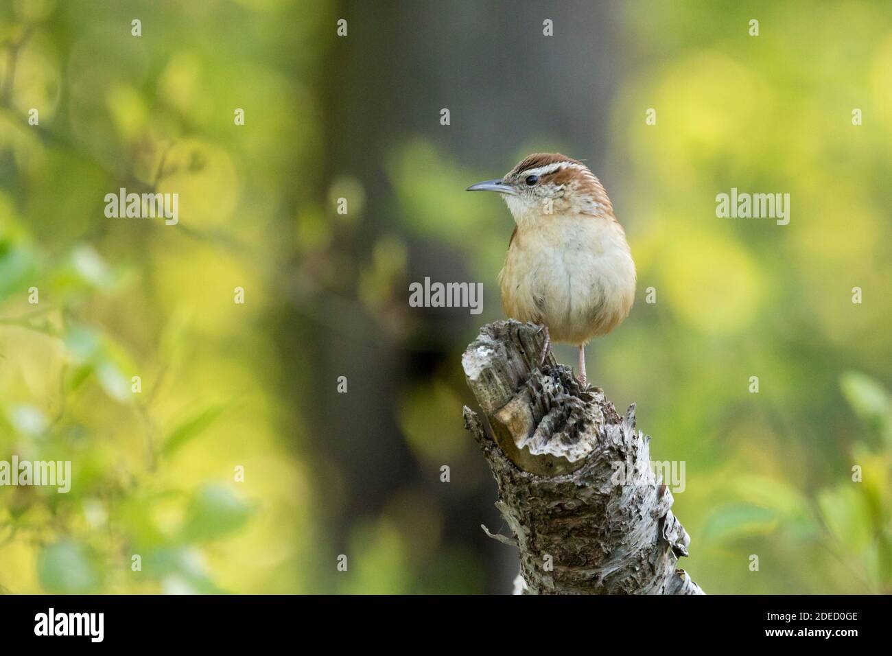 Wren environment hi-res stock photography and images - Alamy