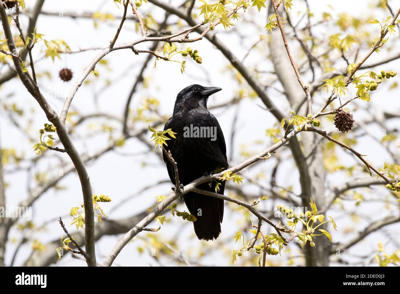 Fish Crow (Corvus ossifragus) perched on a branch, Long Island New York ...