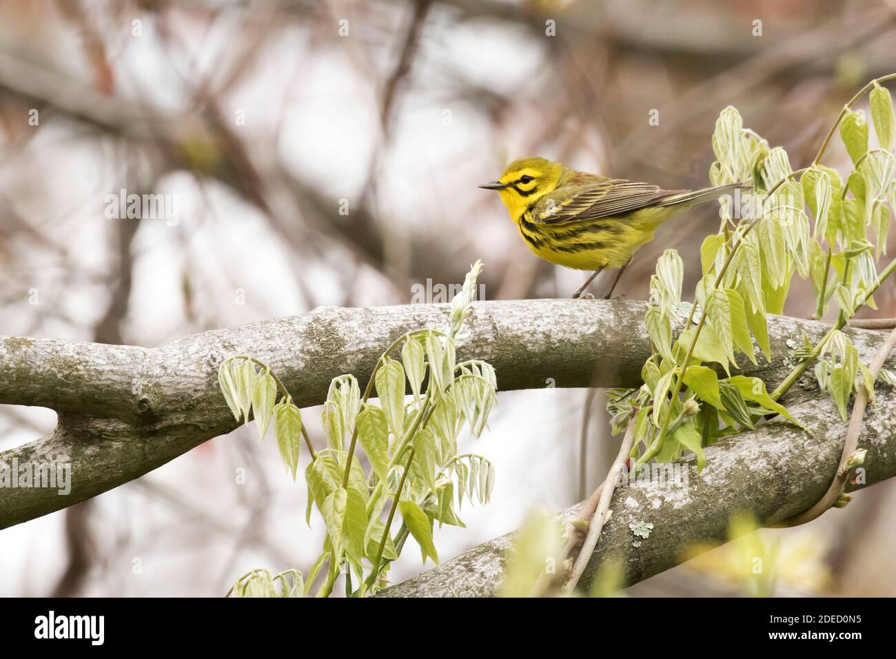 Setophaga discolor discolor hi-res stock photography and images - Alamy